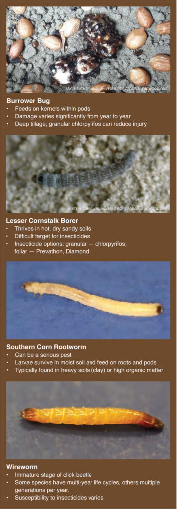 Be Ready For Soil Insects - Peanut Grower